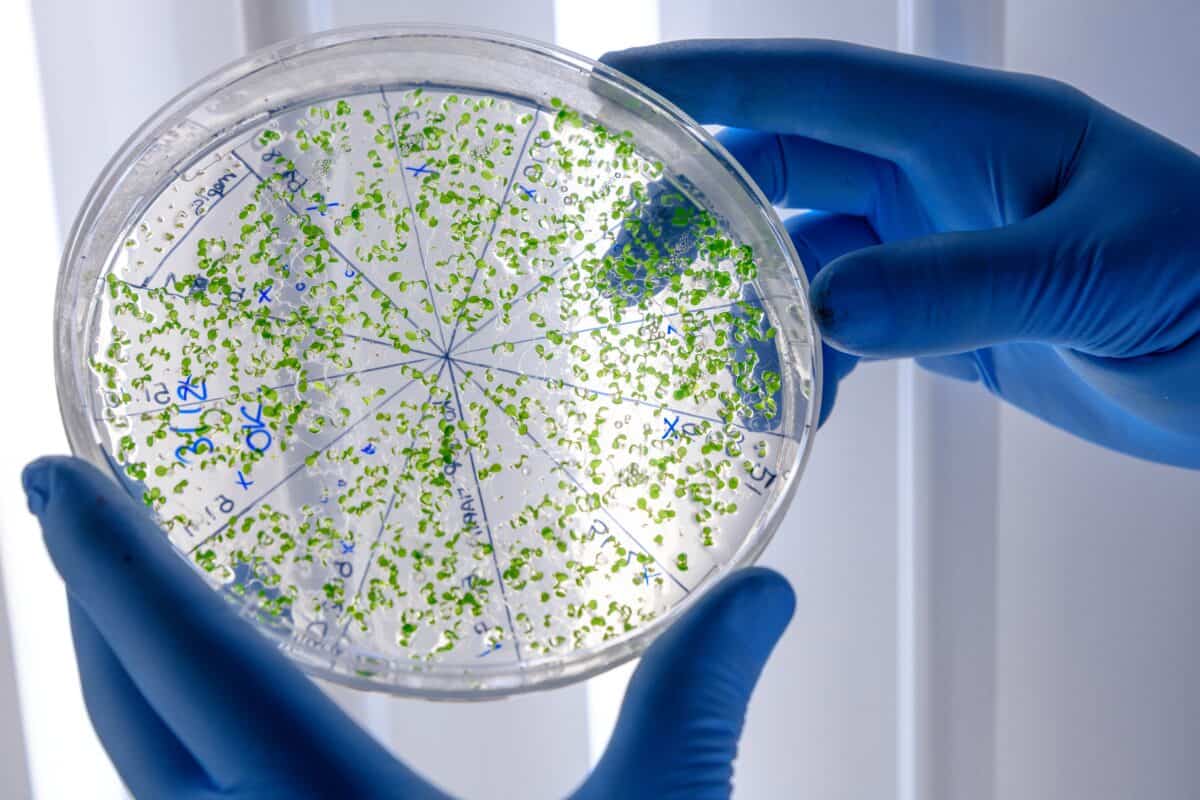The Best Antimicrobial Sheets for a Cleaner, Cooler, Clearer Sleep